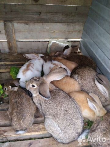 Продам кроликов