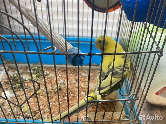 Попугай в добрые руки