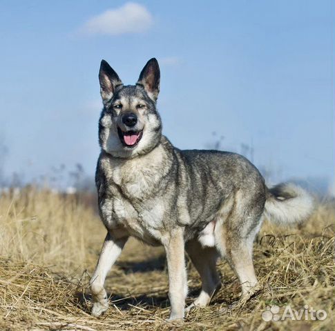 Пожилой песик Гриша