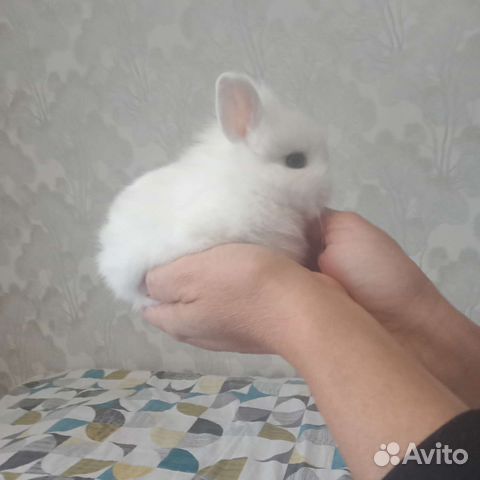 Декоративные кролики 2 шт