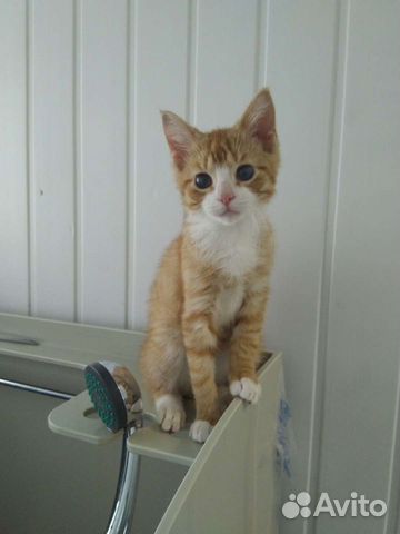 Рыжий котенок