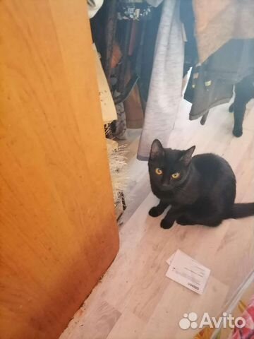 Сибирская кошка