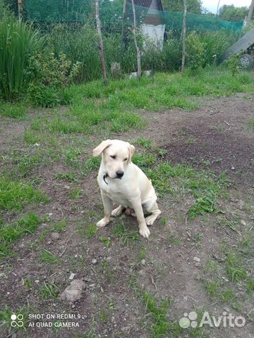 Лабрадор ретривер