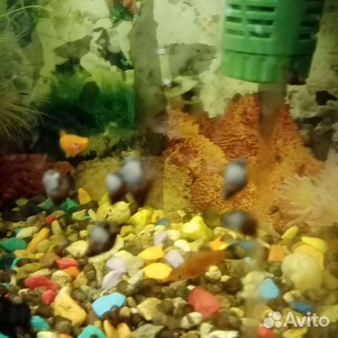 Аквариумные жители