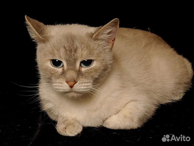 Бонита в добрые руки