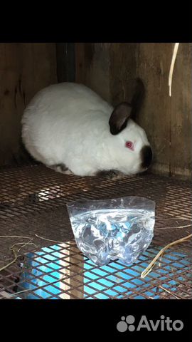 Калифорнийские кролики