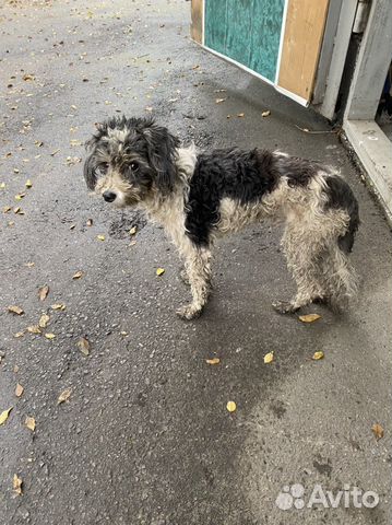 Китайская хохлатая