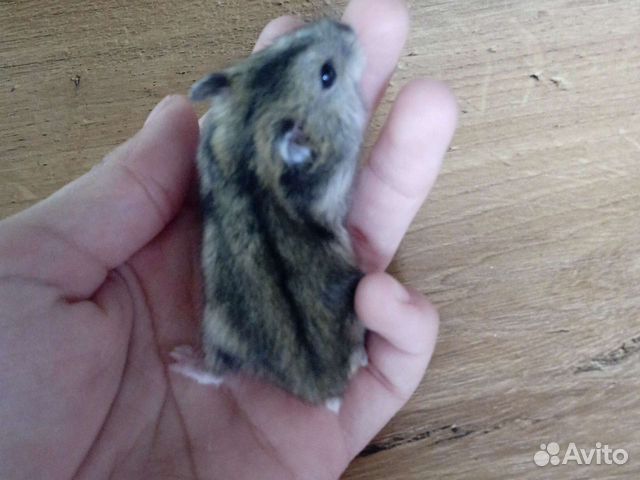 Хомячата в хорошие руки