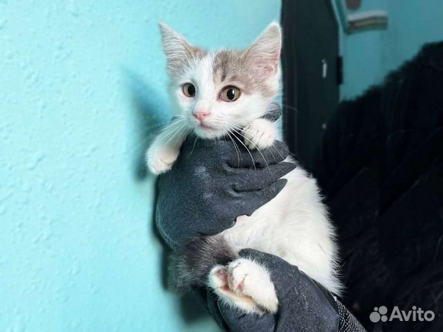 Кошечка в добрые руки