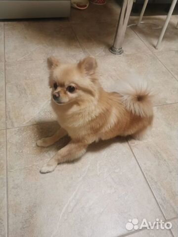 Потерялась собака