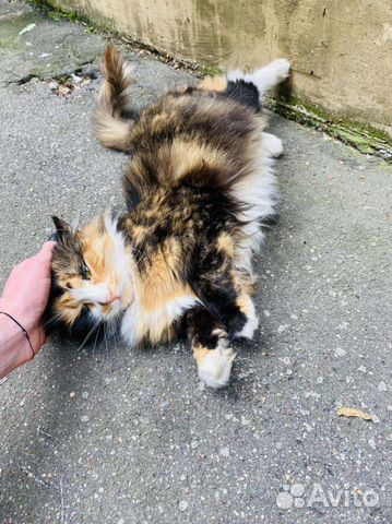 Трёхцветная кошка на улице ищет дом