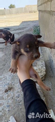 Австралийский келпи