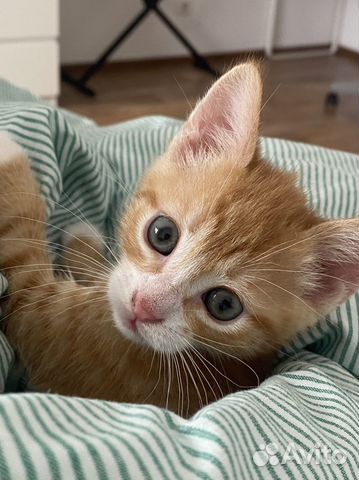 Котенок рыжий