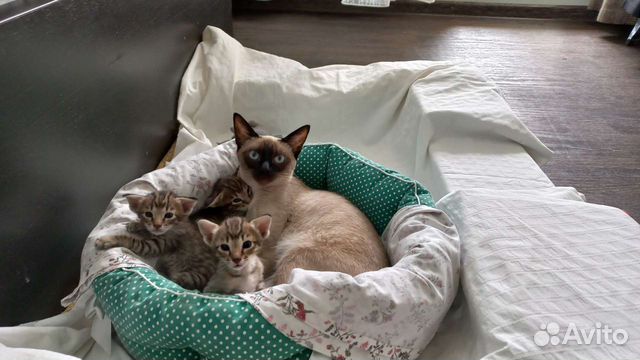 Кошки