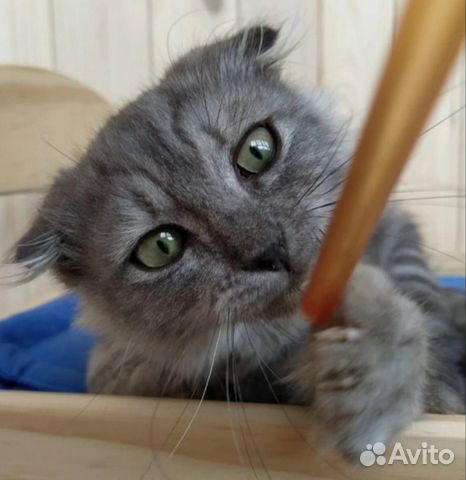 Кошки в добрые руки