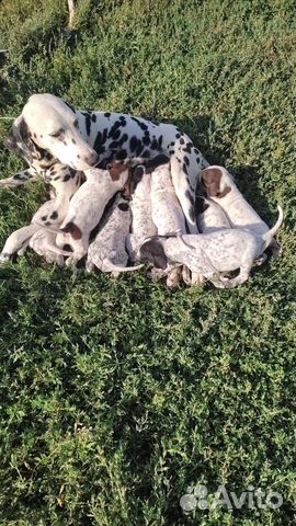 Щенки далматина