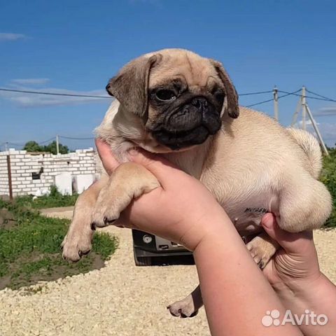 Мопс, готова к переезду, документы РКФ