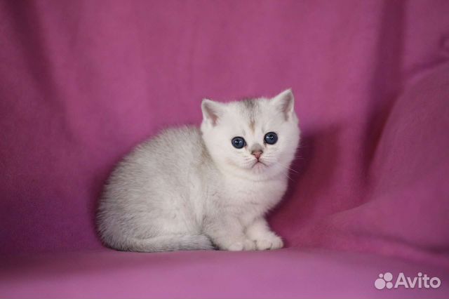 Британская серебристая шиншилла