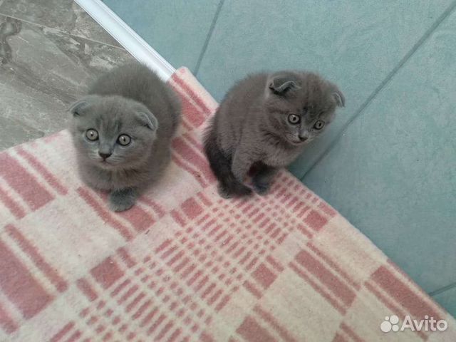 Британские вислоухие котята