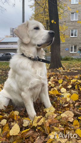 Щенок