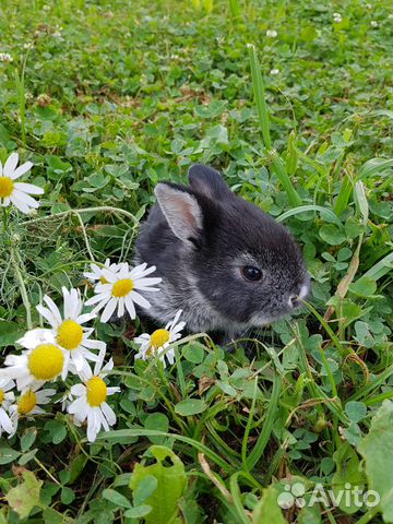 Декоративные крольчата