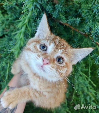Котенок в добрые руки