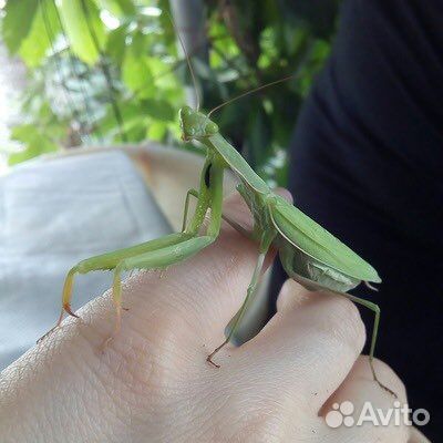 Продам богомола обыкновенного (самец)