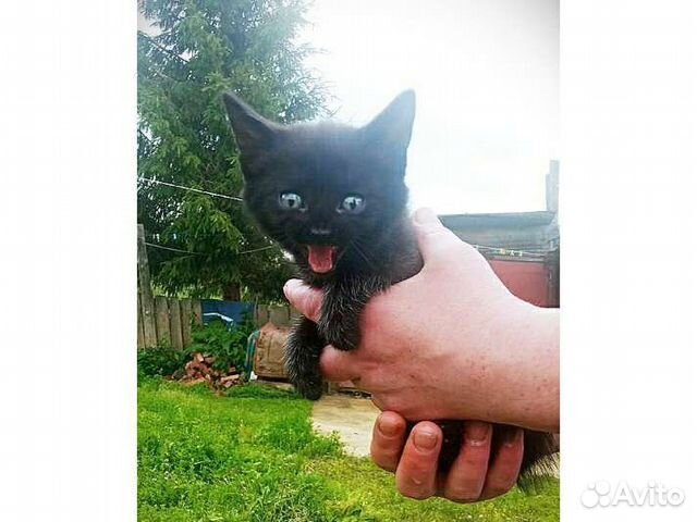Котенок мальчик черный 1.5 месяца