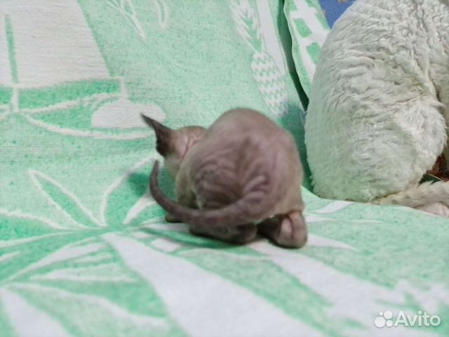 Котёнок корниш-рекс бежевый перламутр
