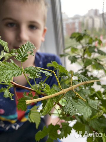 Палочник индийский