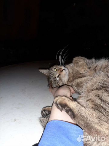 Кот Оскар ищет дом