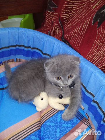 Шотландский котенок, чистокровный