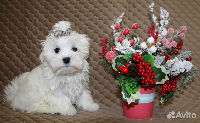 Мальчик Мальтезе мелкий стандарт