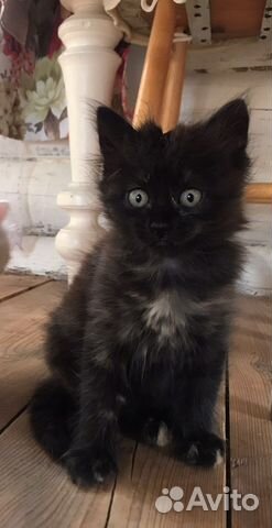 Котёнок (девочка)