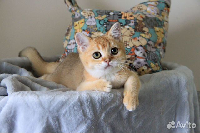 Веня - золотистая шиншилла котик