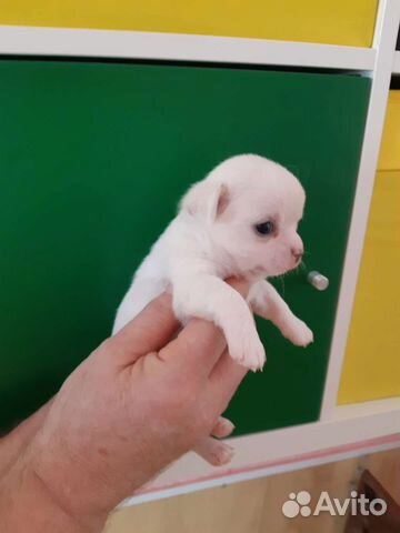 Белый-крем мальчишка-чишка