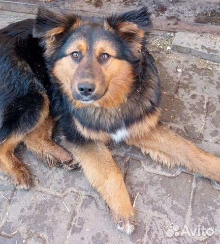 Рафа в добрые руки