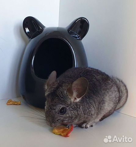 Шиншилленок мальчик нкпа и нф (3 мес)