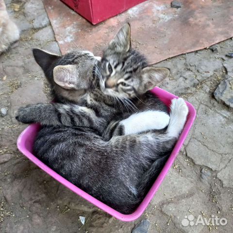 Котята в добрые и ласковые руки