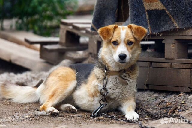 Собака Ирма в добрые руки