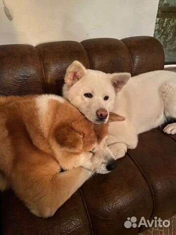 Щенки акита ину