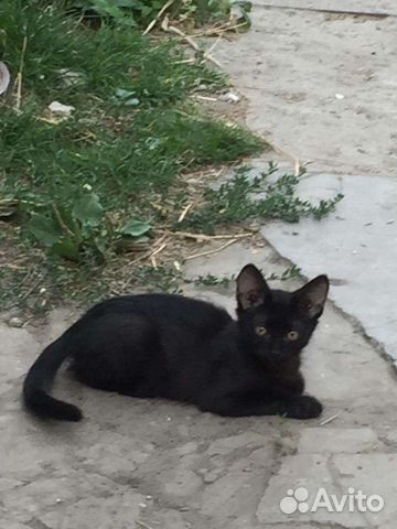 Котята очень хотят найти дом
