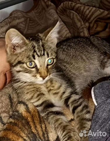 Котенок в добрые руки