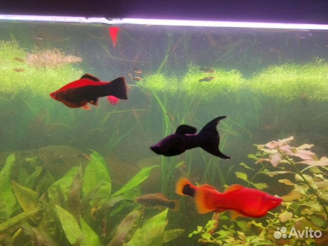 Аквариумные рыбки собственного развода