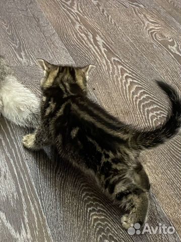 Бенгальские котята