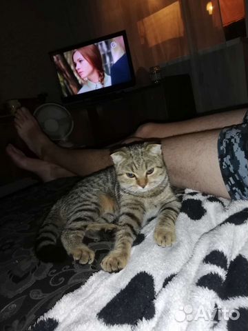 Британская кошечка