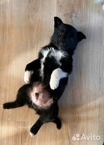 Чудесный малыш Гриня ищет семью, возраст 1,5 мес