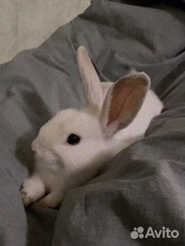 Кролик декоративный белый