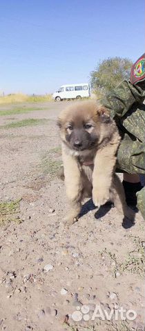 Кавказская овчарка