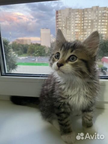 Котята бесплатно